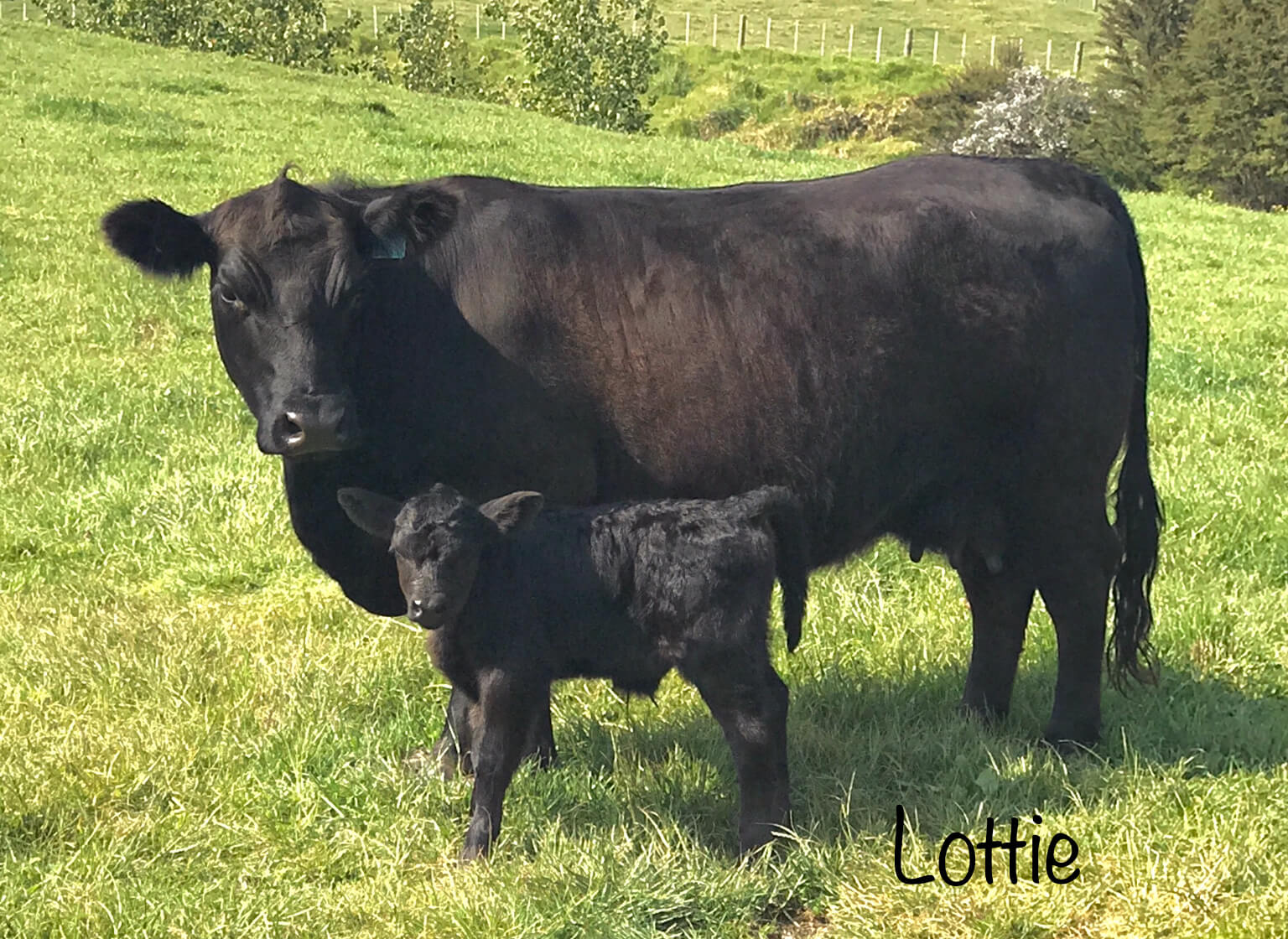Lowlines For Sale - NZ Lowlines at Rancho Radiata